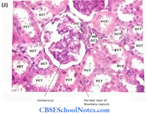 Development of the Urinary System: Kidney and Bladder Notes - CBSE ...