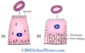 Development of the Urinary System: Kidney and Bladder Notes - CBSE ...