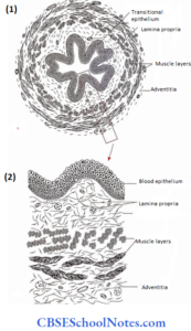 Development of the Urinary System: Kidney and Bladder Notes - CBSE ...