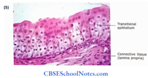 Development of the Urinary System: Kidney and Bladder Notes - CBSE ...