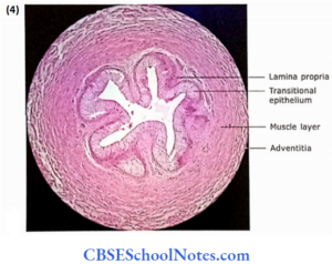 Development of the Urinary System: Kidney and Bladder Notes - CBSE ...