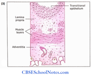 Development of the Urinary System: Kidney and Bladder Notes - CBSE ...