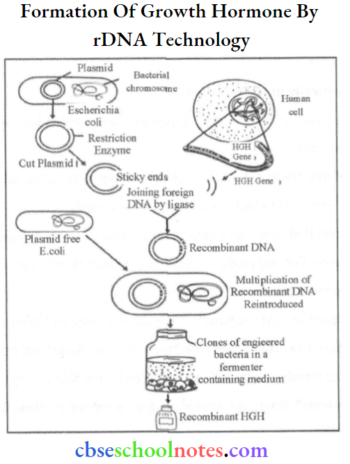 Biotechnology and its Applications Class 12 Important Questions and ...