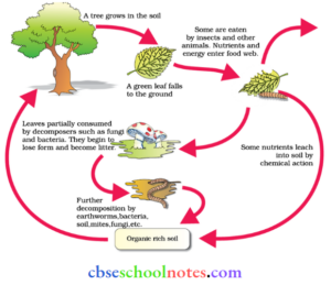 Ecosystem Class 12 Important Questions and Answers Biology Chapter 12 ...