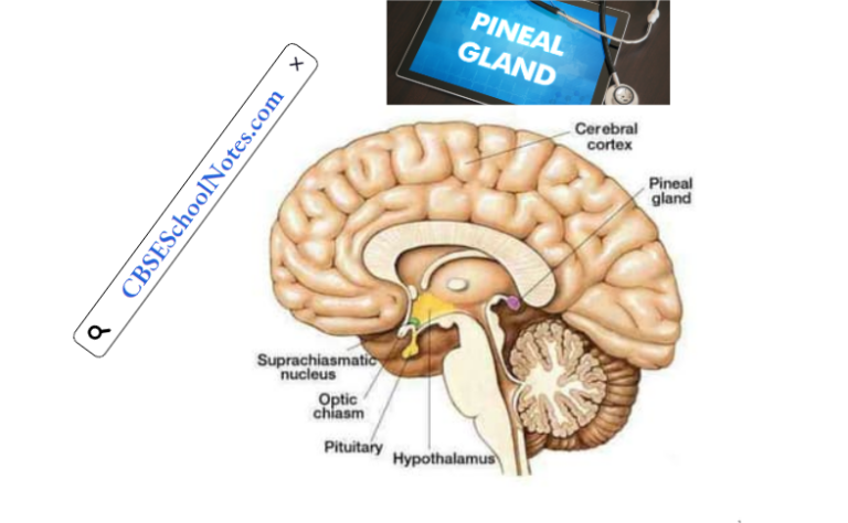 What Is Pineal Gland and Its Functions - CBSE School Notes