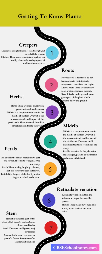 CBSE Notes For Class 6 Science Chapter 4 Getting To Know Plants - CBSE ...
