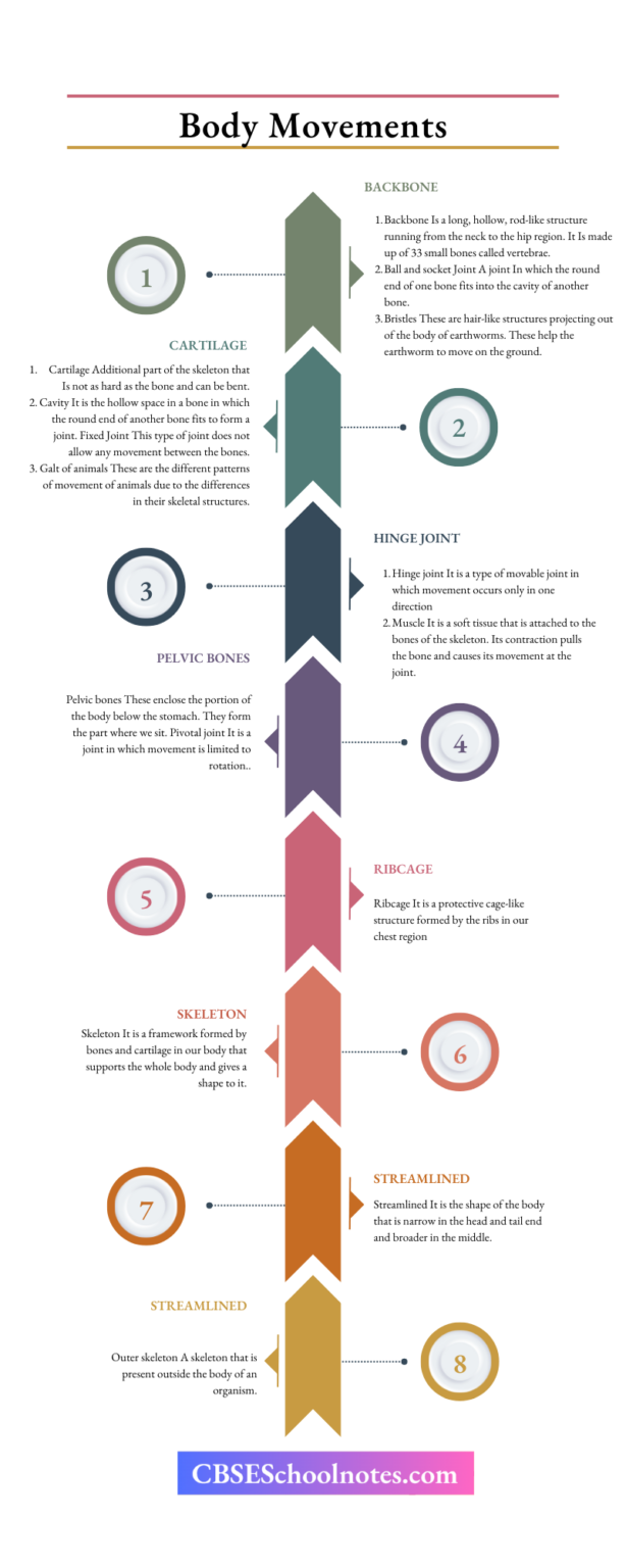 CBSE Notes For Class 6 Science Chapter 5 Body Movements - CBSE School Notes