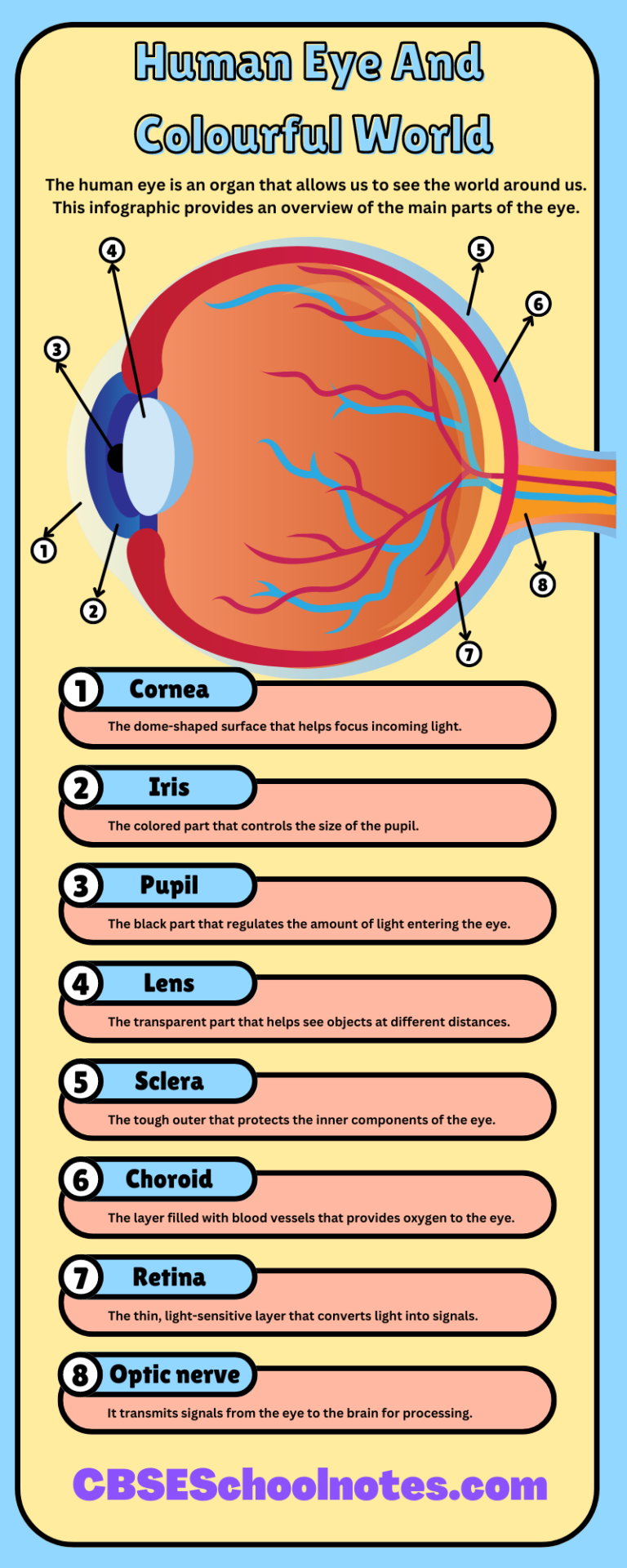 CBSE Class 10 Science Chapter 11 Human Eye And Colorful World Very ...