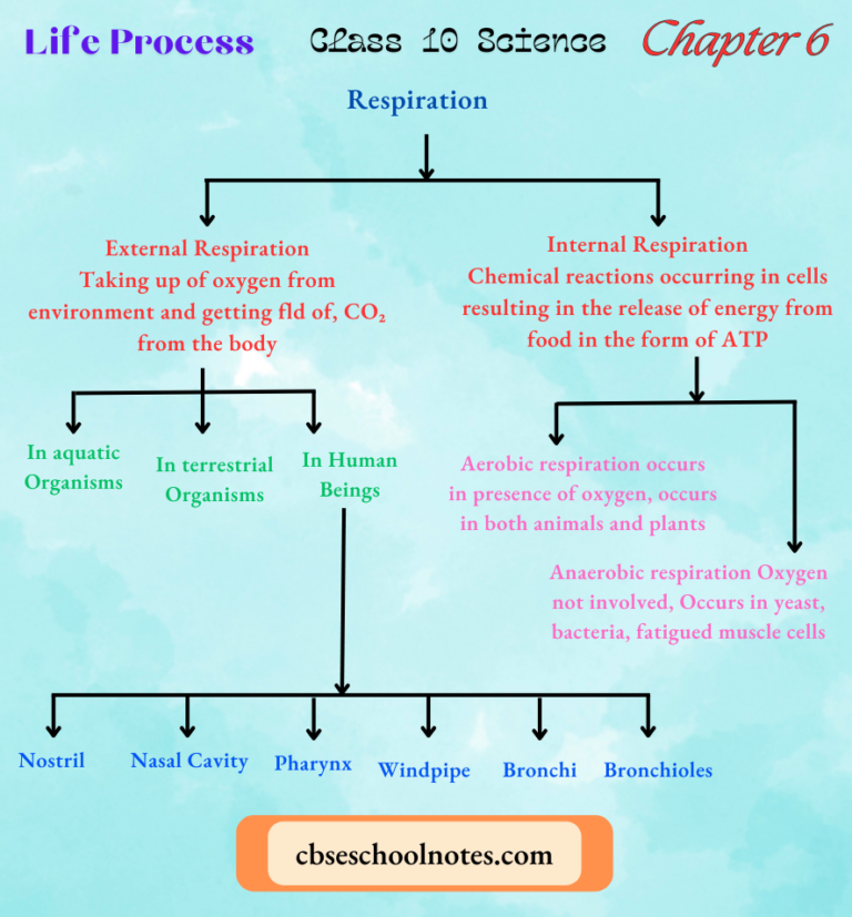 CBSE Class 10 Science Chapter 6 Life Processes Short Answer Questions ...