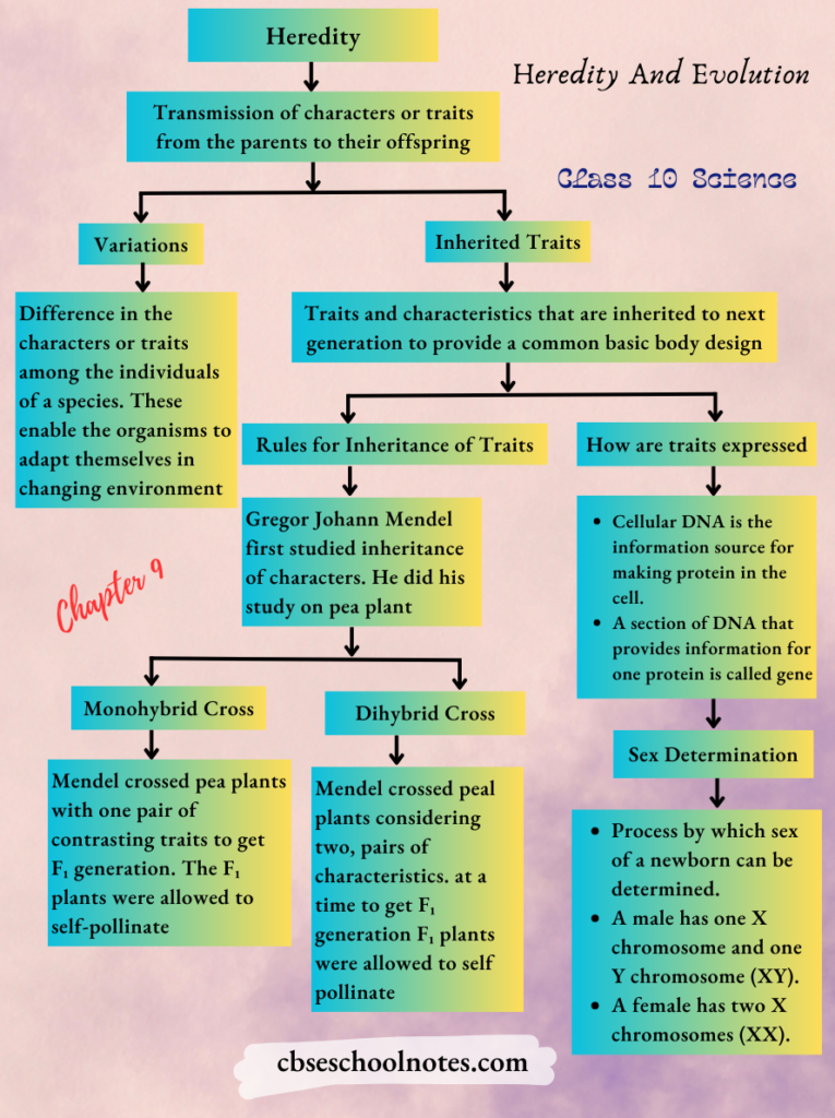 CBSE Class 10 Science Chapter 9 Heredity And Evolution Short Answer ...
