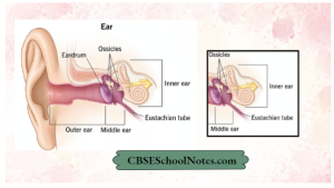 CBSE Class 8 Science Chapter 10 Sound Notes - CBSE School Notes