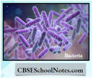 CBSE Class 8 Science Notes For Chapter 2 Microorganisms Friend And Foe ...