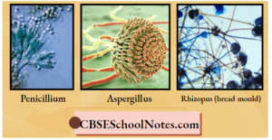 CBSE Class 8 Science Notes For Chapter 2 Microorganisms Friend And Foe ...