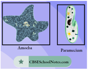 CBSE Class 8 Science Notes For Chapter 2 Microorganisms Friend And Foe ...