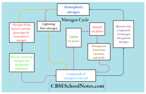 CBSE Class 8 Science Notes For Chapter 2 Microorganisms Friend And Foe ...