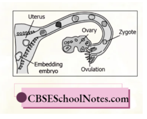 CBSE Class 8 Science Chapter 6 Reproduction In Animals Notes - CBSE ...