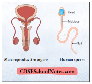 CBSE Class 8 Science Chapter 6 Reproduction In Animals Notes - CBSE ...