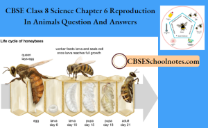 CBSE Class 8 Science Chapter 6 Reproduction In Animals Question And ...