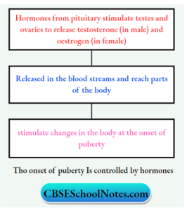 CBSE Class 8 Science Chapter 7 Reaching The Age Of Adolescence Notes ...